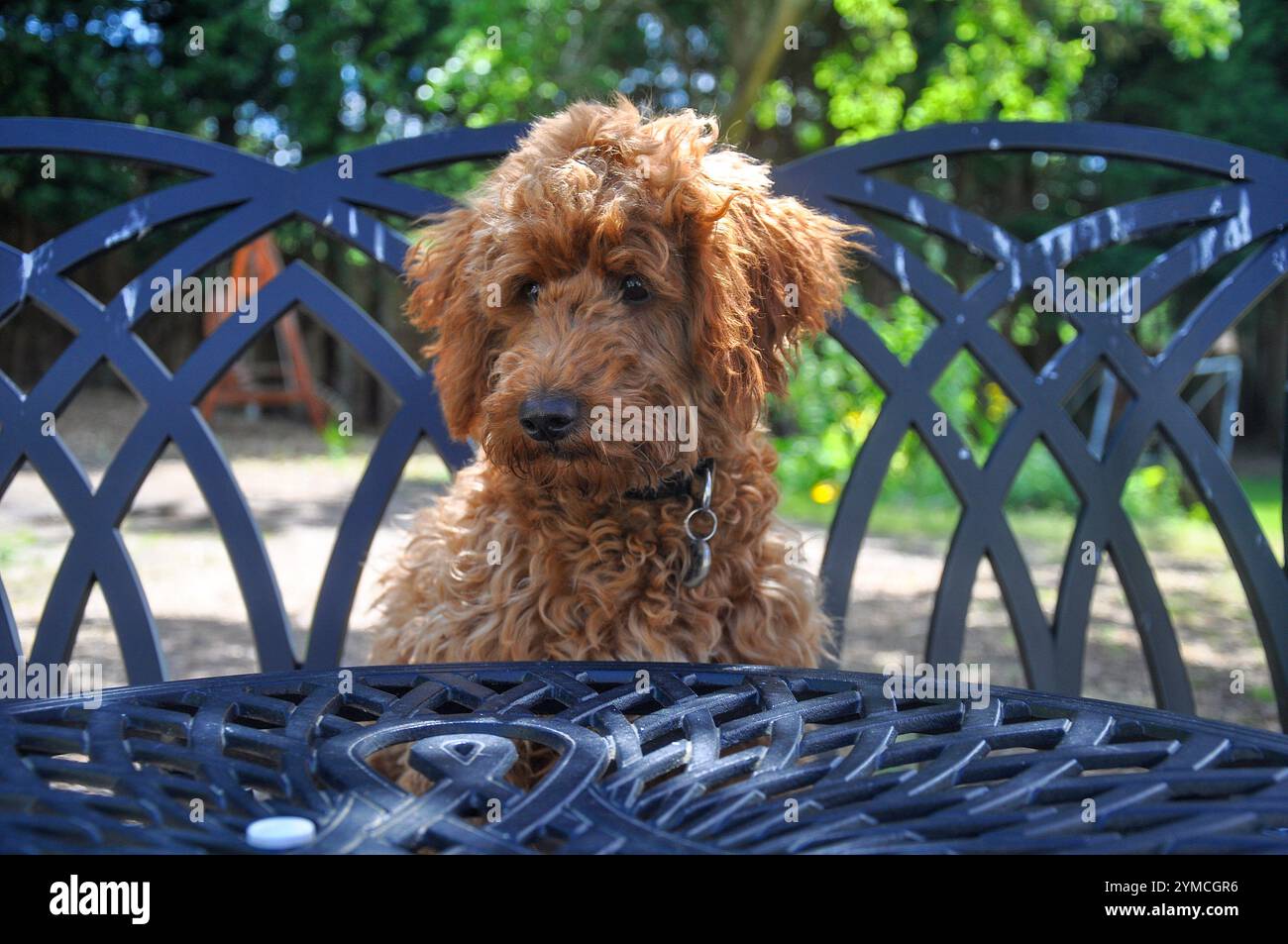 Ginger cockapoo hi-res stock photography and images - Alamy