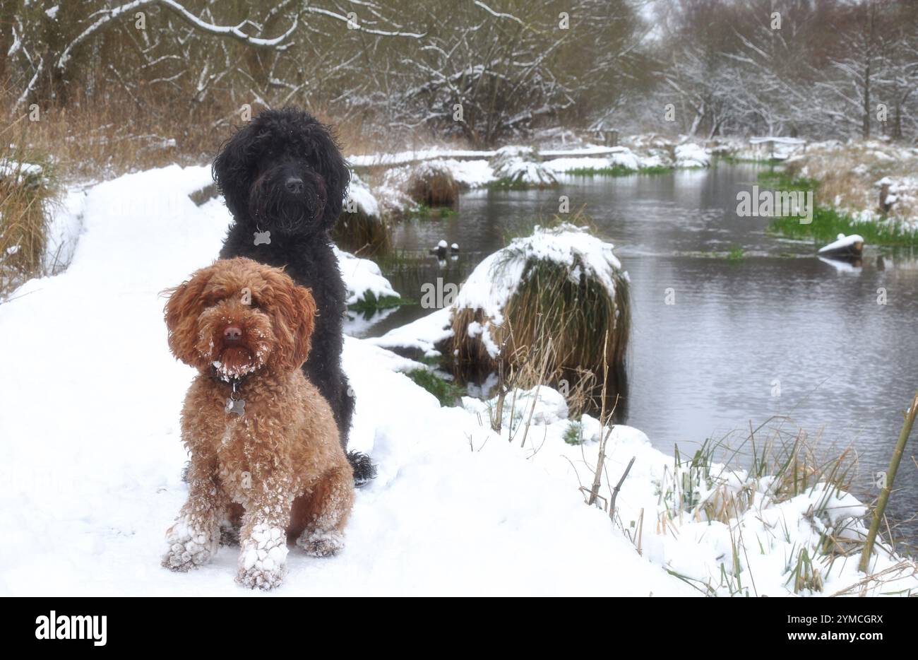 Ginger cockapoo hi-res stock photography and images - Alamy