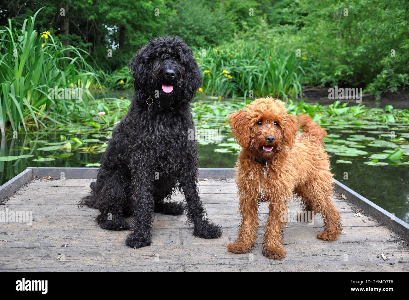 Black Labroodle and Ginger Cockapoo Stock Photo - Alamy