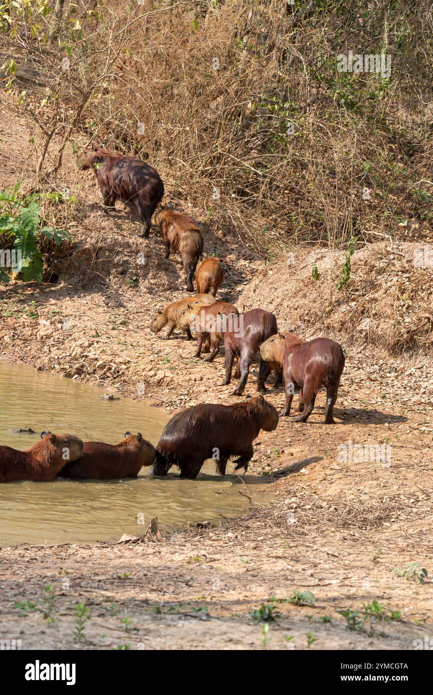 Capybara walking hi-res stock photography and images - Alamy