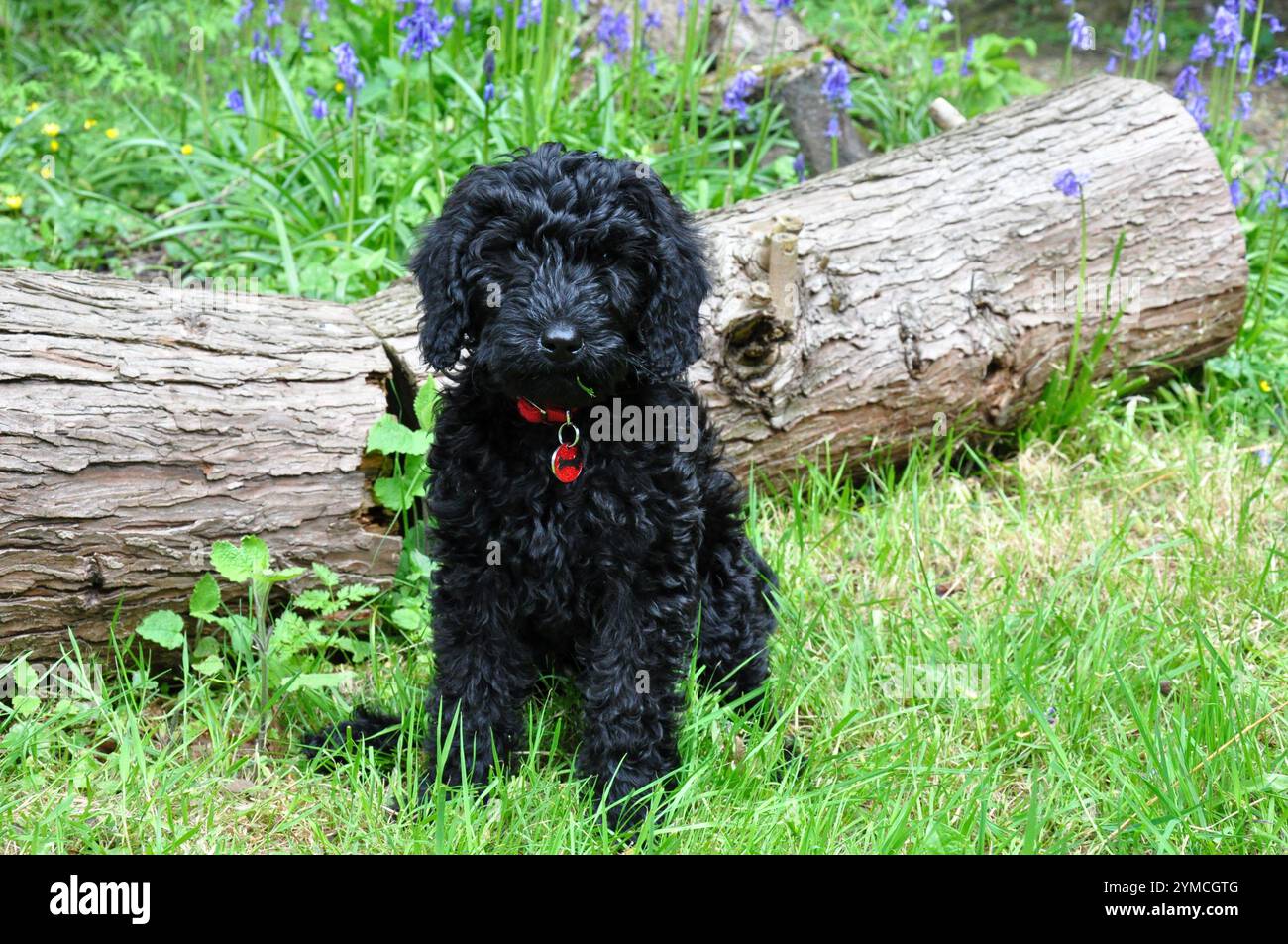 Black labradoodle puppy Stock Photo - Alamy