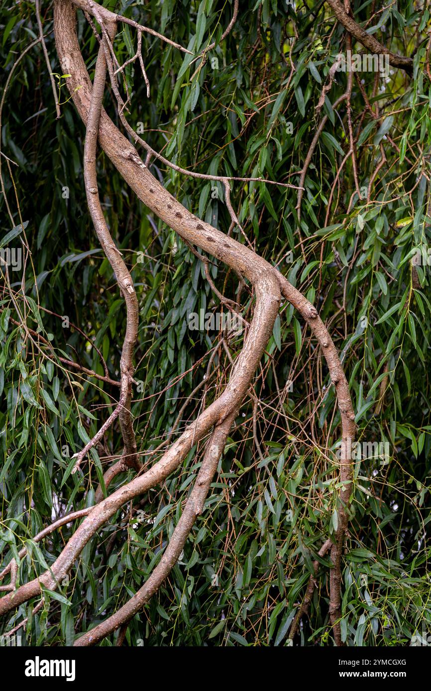 A curved branch of a Willoe tree Salix growing in Trenance Gardens in ...