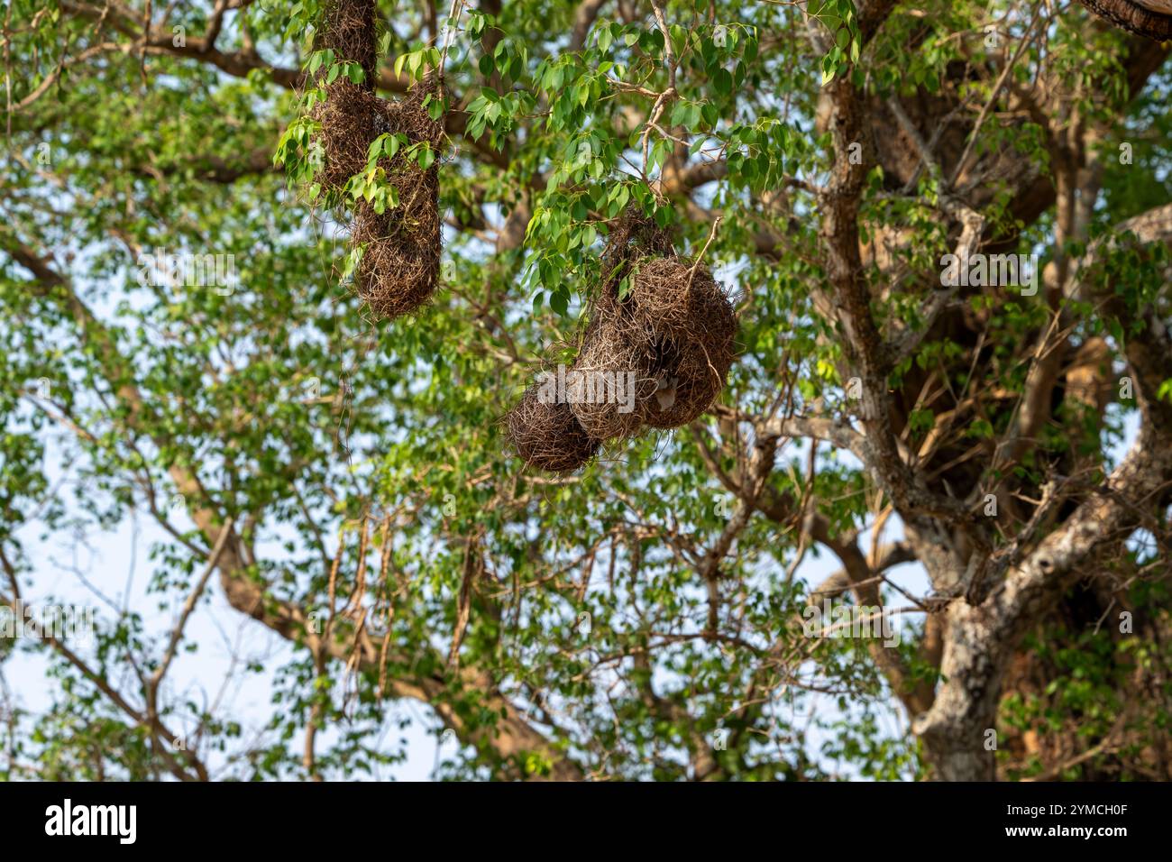 Messy birds nest hi-res stock photography and images - Alamy