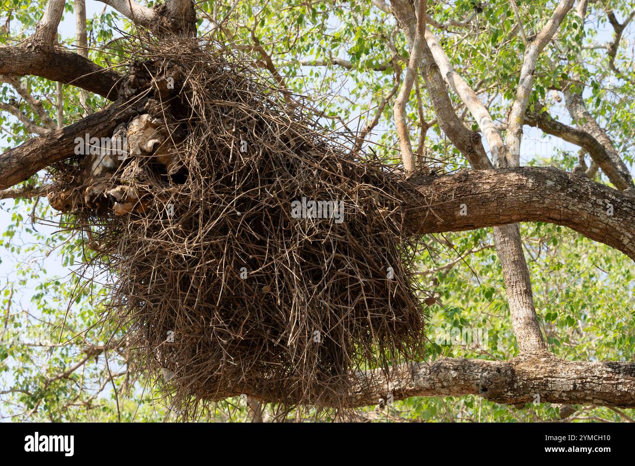 Messy birds nest hi-res stock photography and images - Alamy