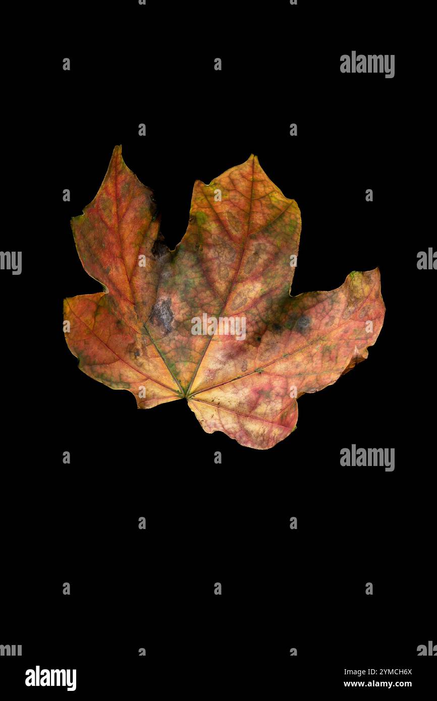 The single dead leaf of a Sycamore Maple tree. Acer pseudoplatanus ...