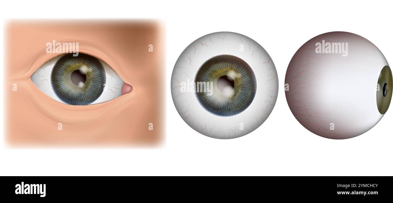 Structure Human Eyes side view and front view. Realistic human eyeball ...