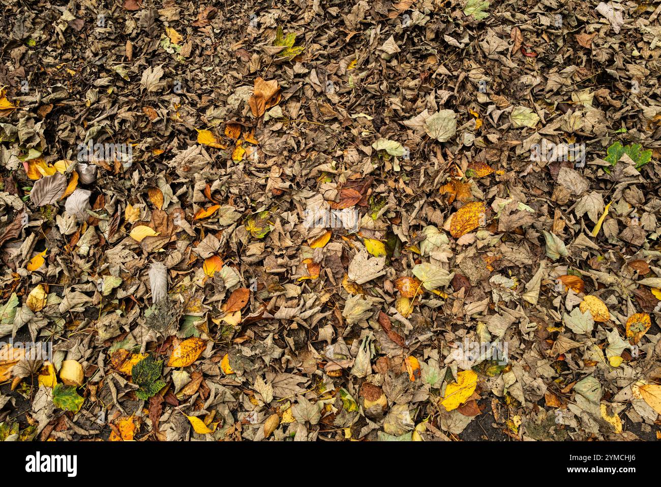 Autumn. A carpet of autumnal leaves on the ground in Newquay in ...