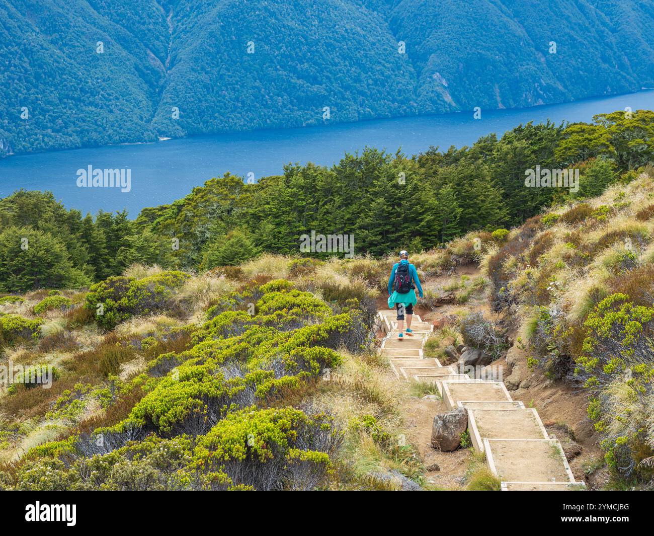 Rear view of female hike descending steps in Fiordland National Park ...