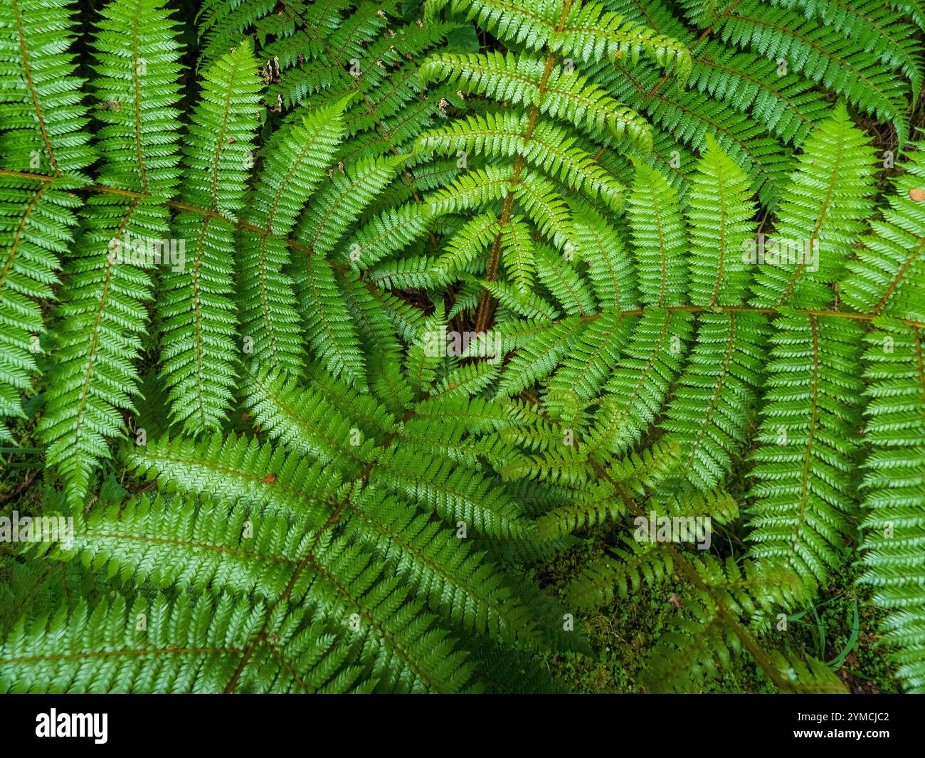 Fern symmetry hi-res stock photography and images - Alamy