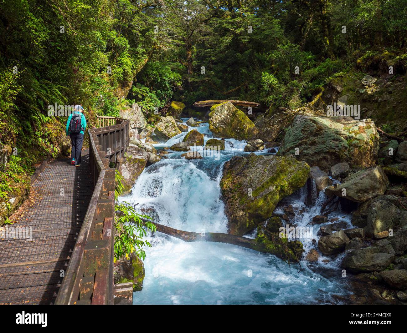 Rear view of hiker crossing footbridge over creek in Fiordland National ...