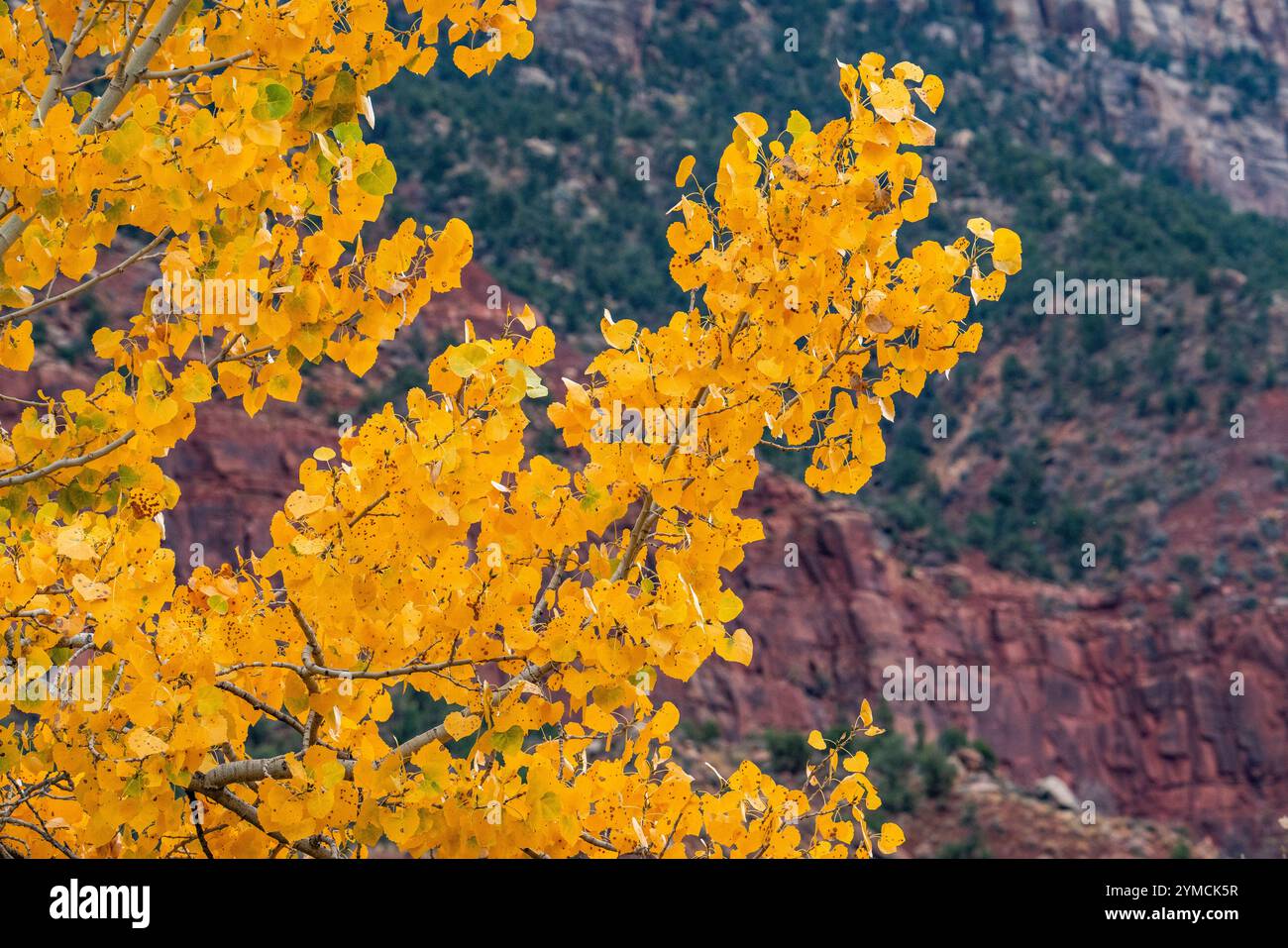 Tree branches with yellow fall leaves Stock Photo - Alamy