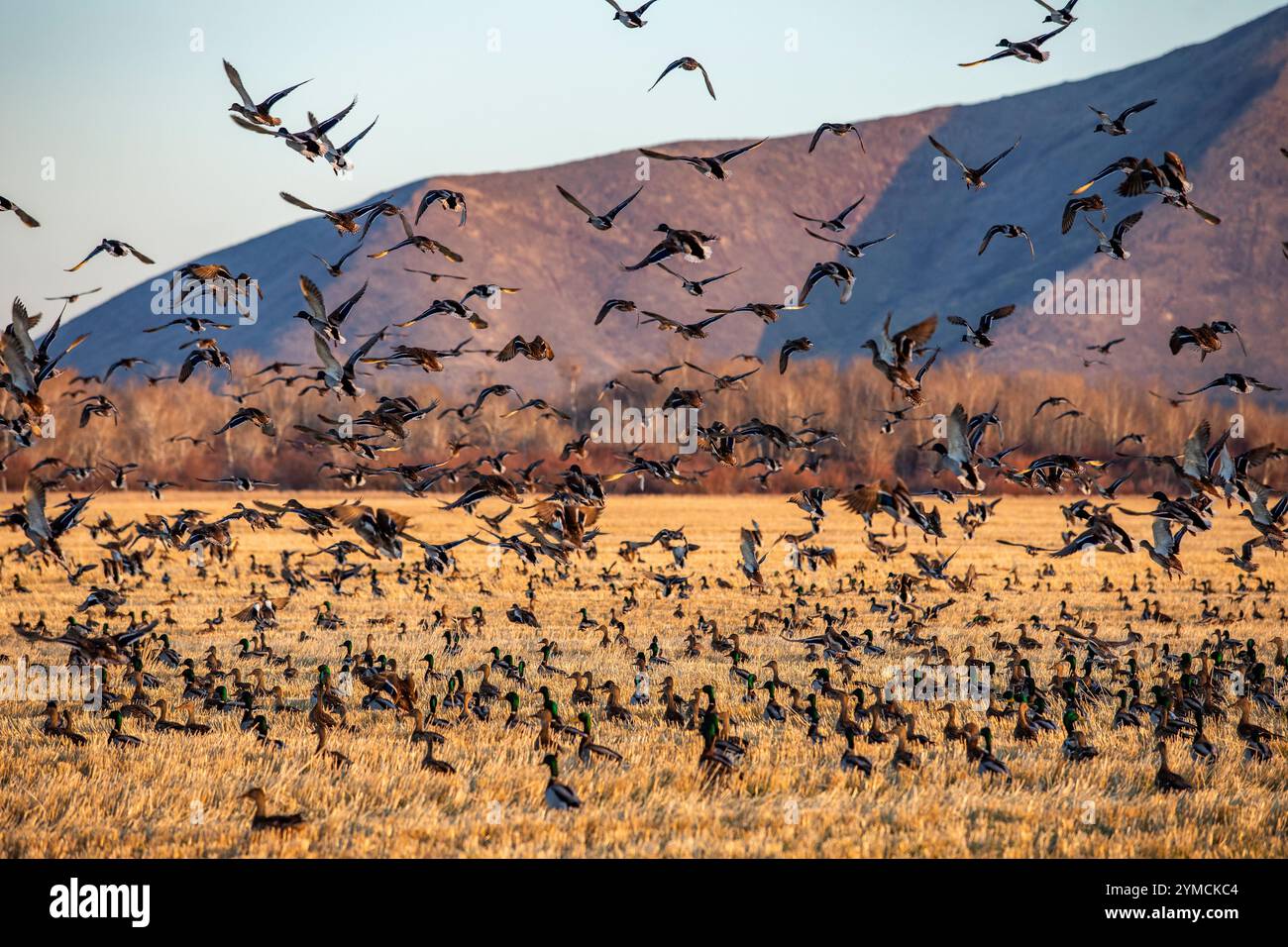 Migrating mallard duck in flight over fields Stock Photo - Alamy