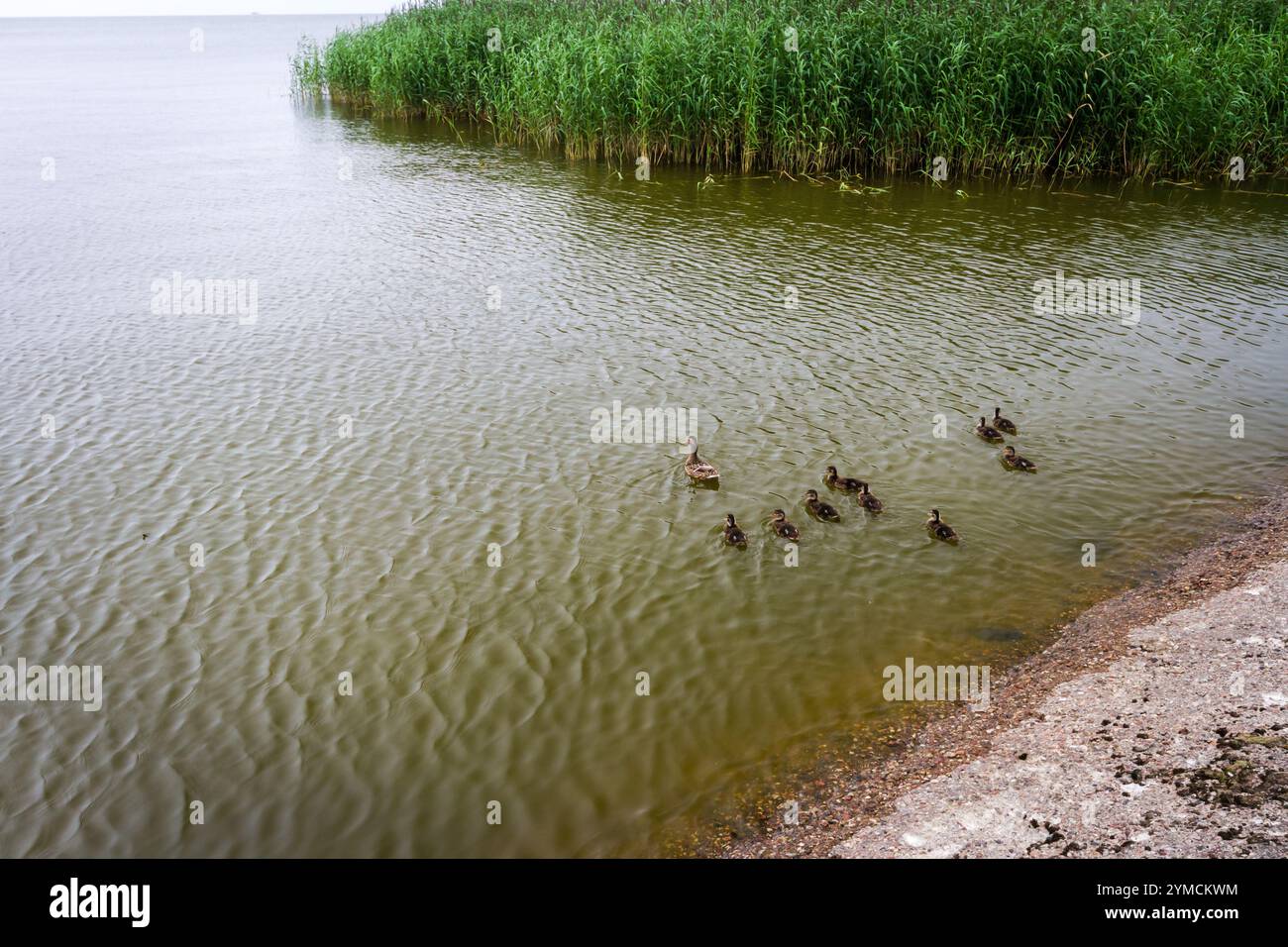 Mother duck with ducklings swim in the lagoon. Wild animals in water ...
