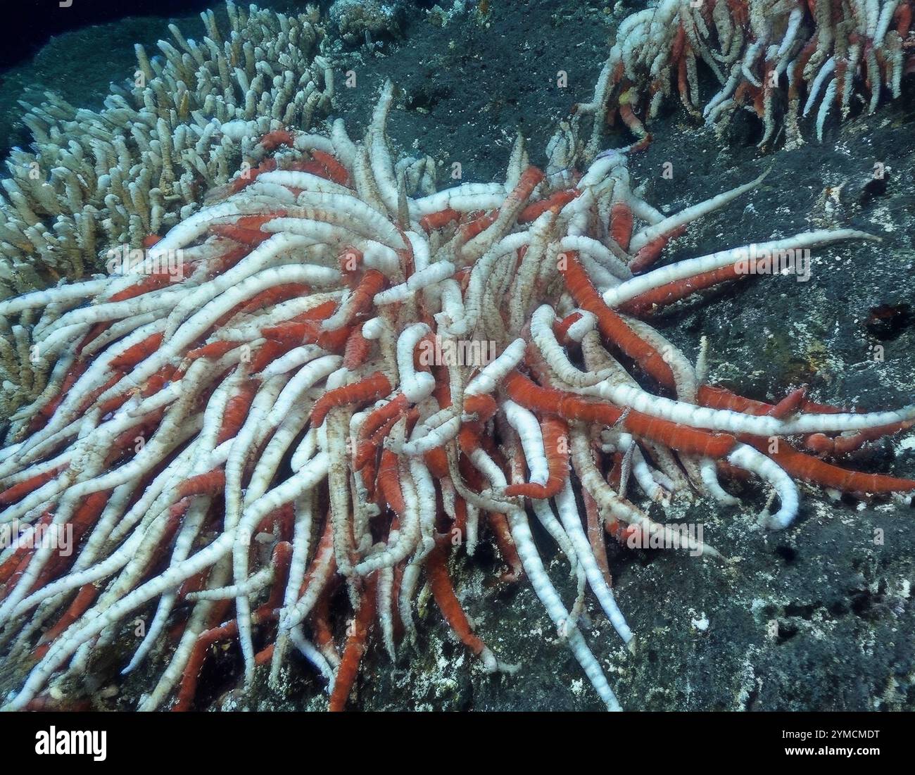 Giant Tube Worms Riftia pachyptila Siboglinidae in Hydrothermal vent ...