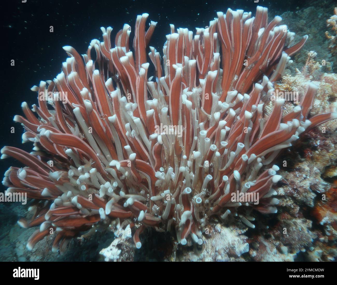 Deep sea vent tube worms hi-res stock photography and images - Alamy