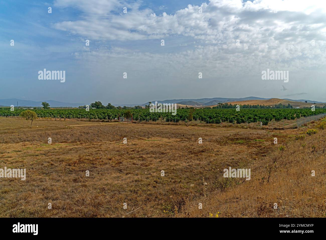 Wald a 2226 hi-res stock photography and images - Alamy