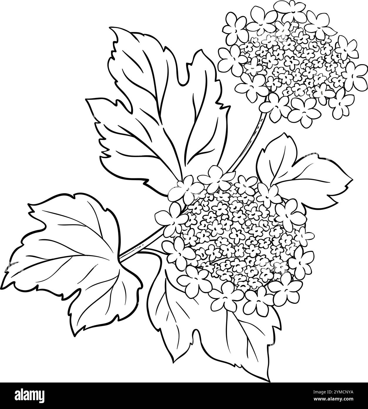 Guelder Rose Branch Colored Outline Illustration Stock Vector Image ...