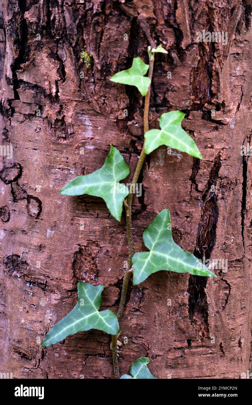 Detail of an ivy (Hedera helix) climbing the trunk of a tree Stock ...