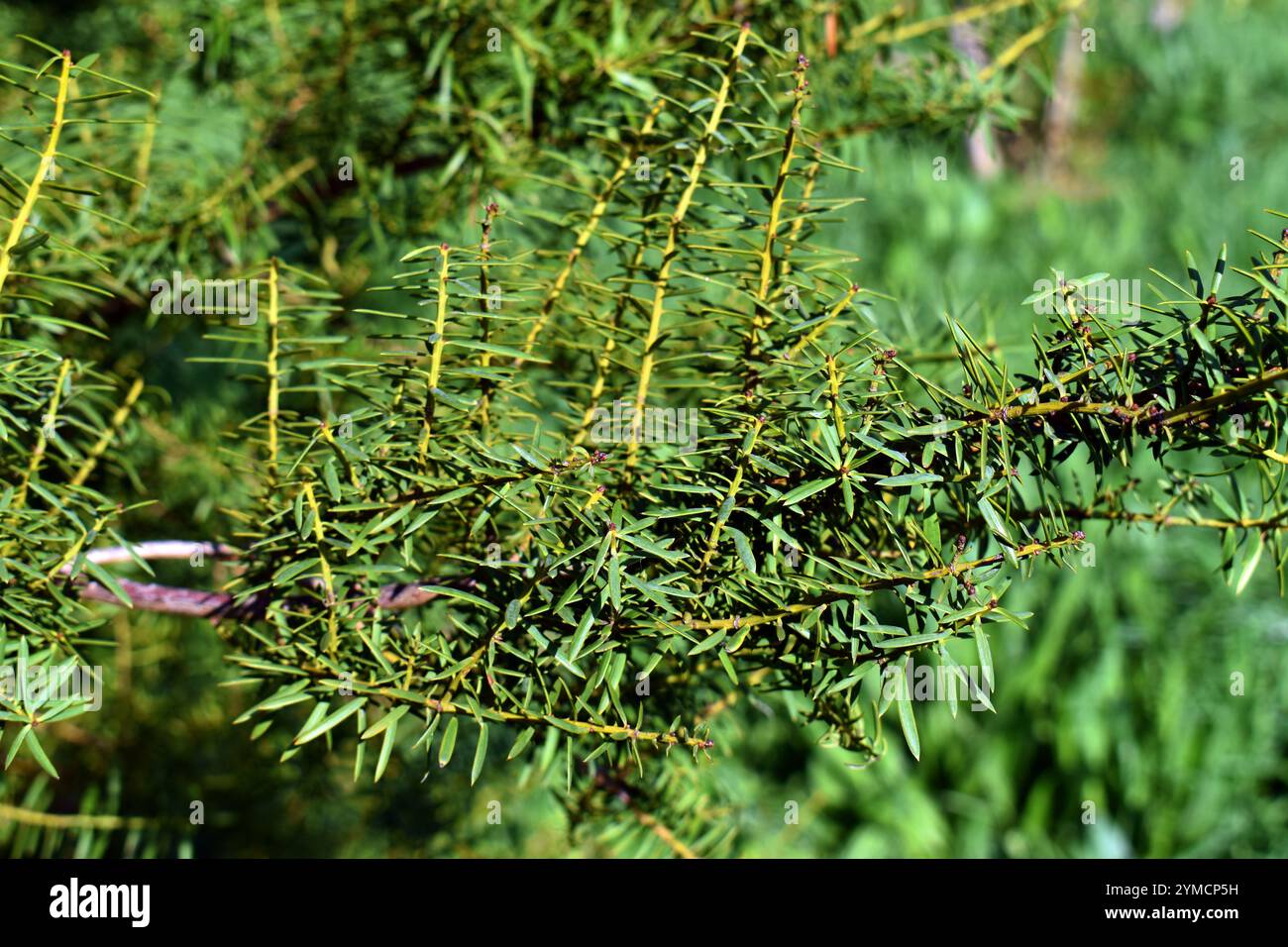 Green leaves of the totara (Podocarpus totara) on the branch Stock ...