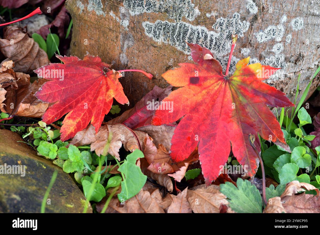 Red leaves of the maple Acer japonicum Vitifolium fallen on the ground ...