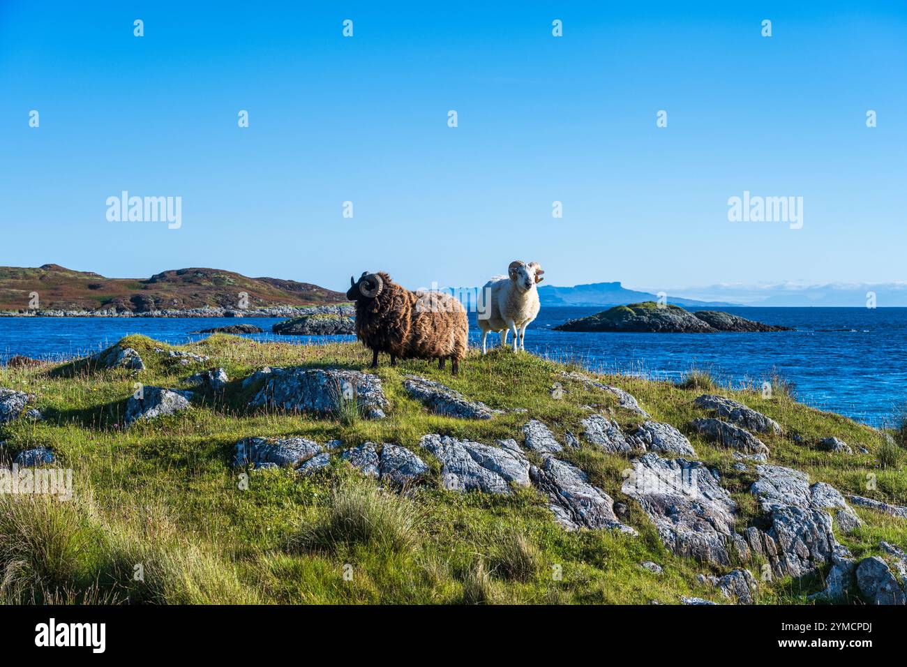Sheep on headland at Sorisdale beach on north coast of Isle of Coll ...