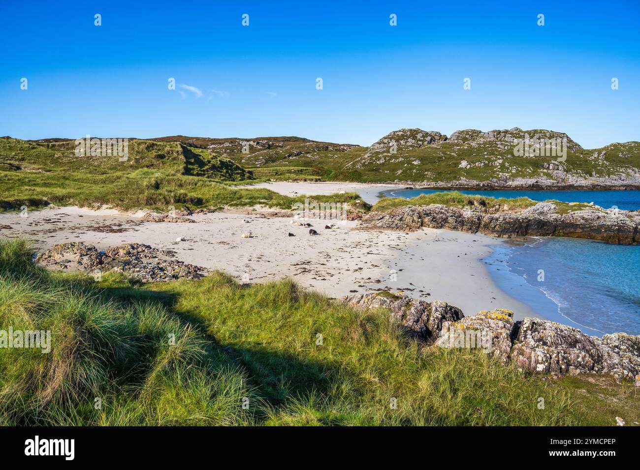 Sheep on the beach at Traigh Tuath on north coast of Isle of Coll ...