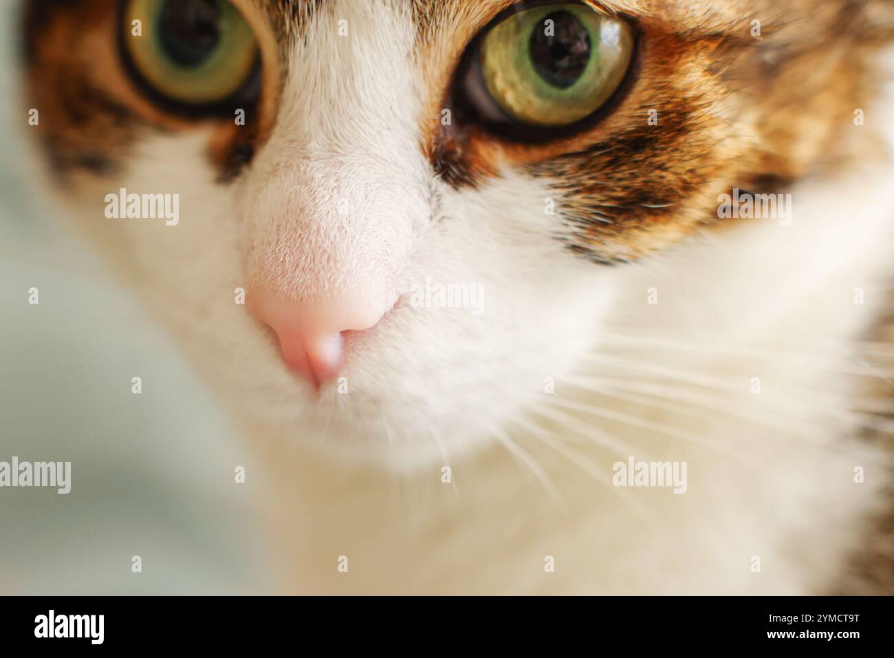 Cat, macro photo of nose. Cute pet Stock Photo - Alamy