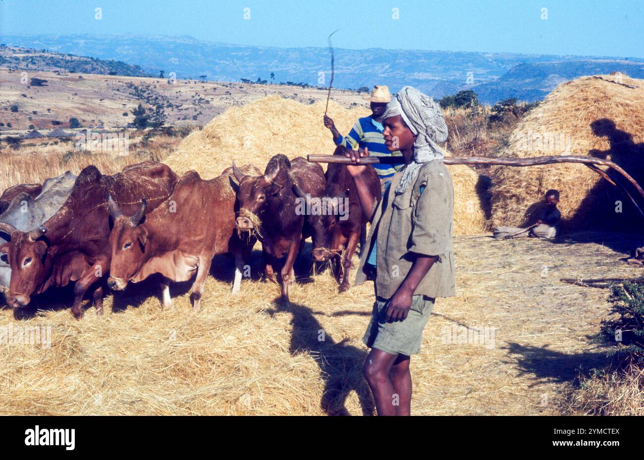 Man use their cows during threshing their crops Stock Photo - Alamy