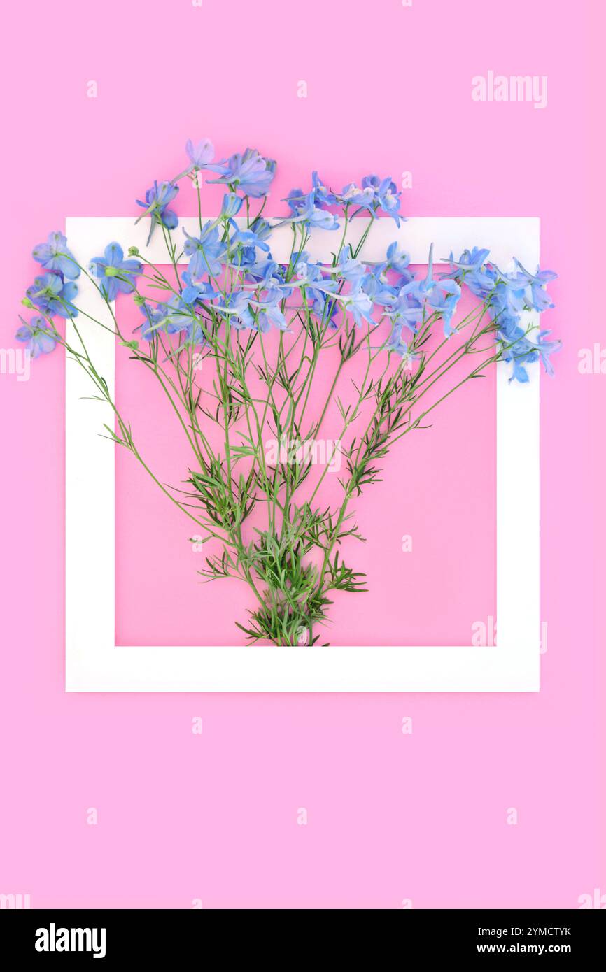 Delphinium flower arrangement background border on pink, white frame ...