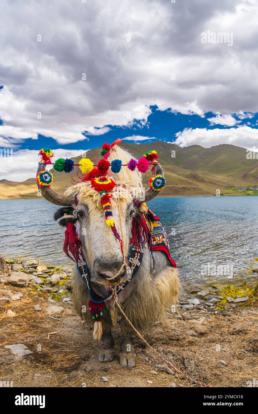 Decorated white Tibetan yak at the Yamdrok lake in Tibet, China Stock Photo - Alamy