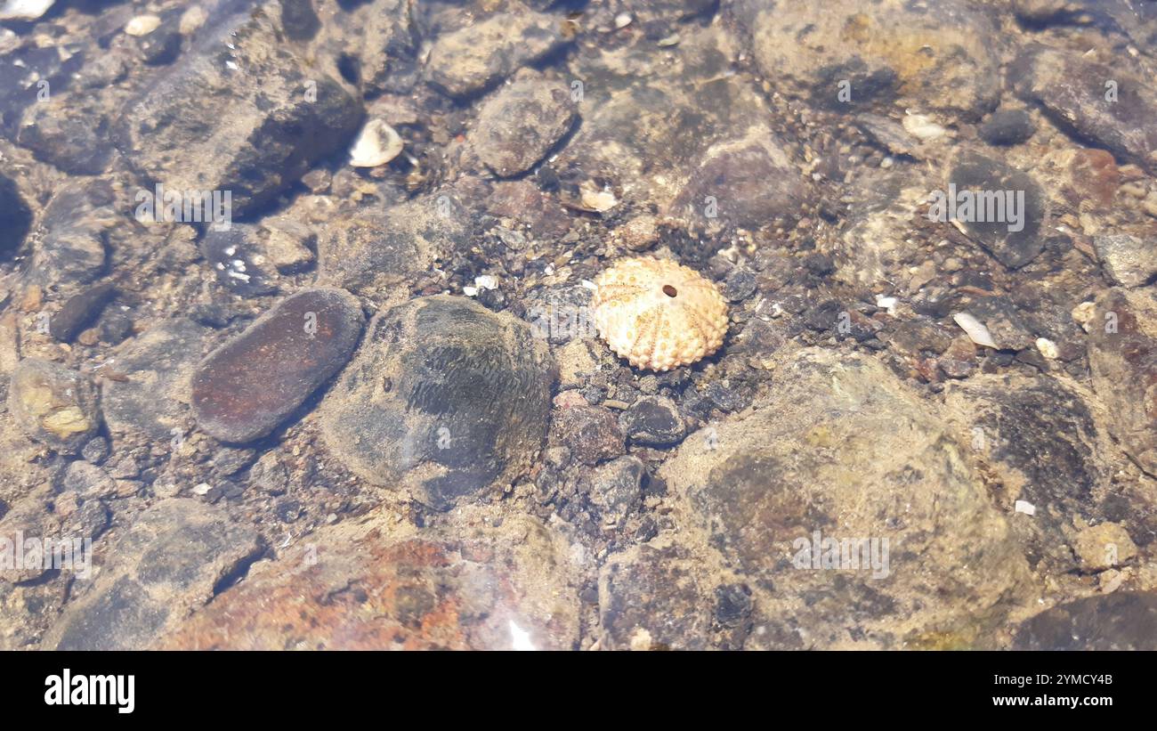 Shallow water shell hi-res stock photography and images - Alamy