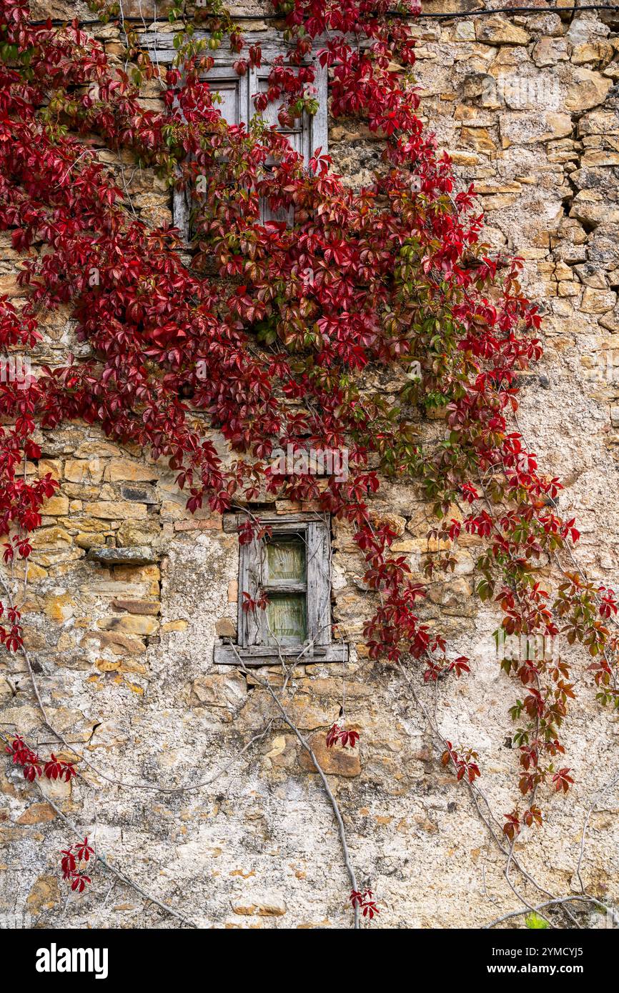 Red vine surrounding a window on an old facade, Horcadas village, Riaño ...