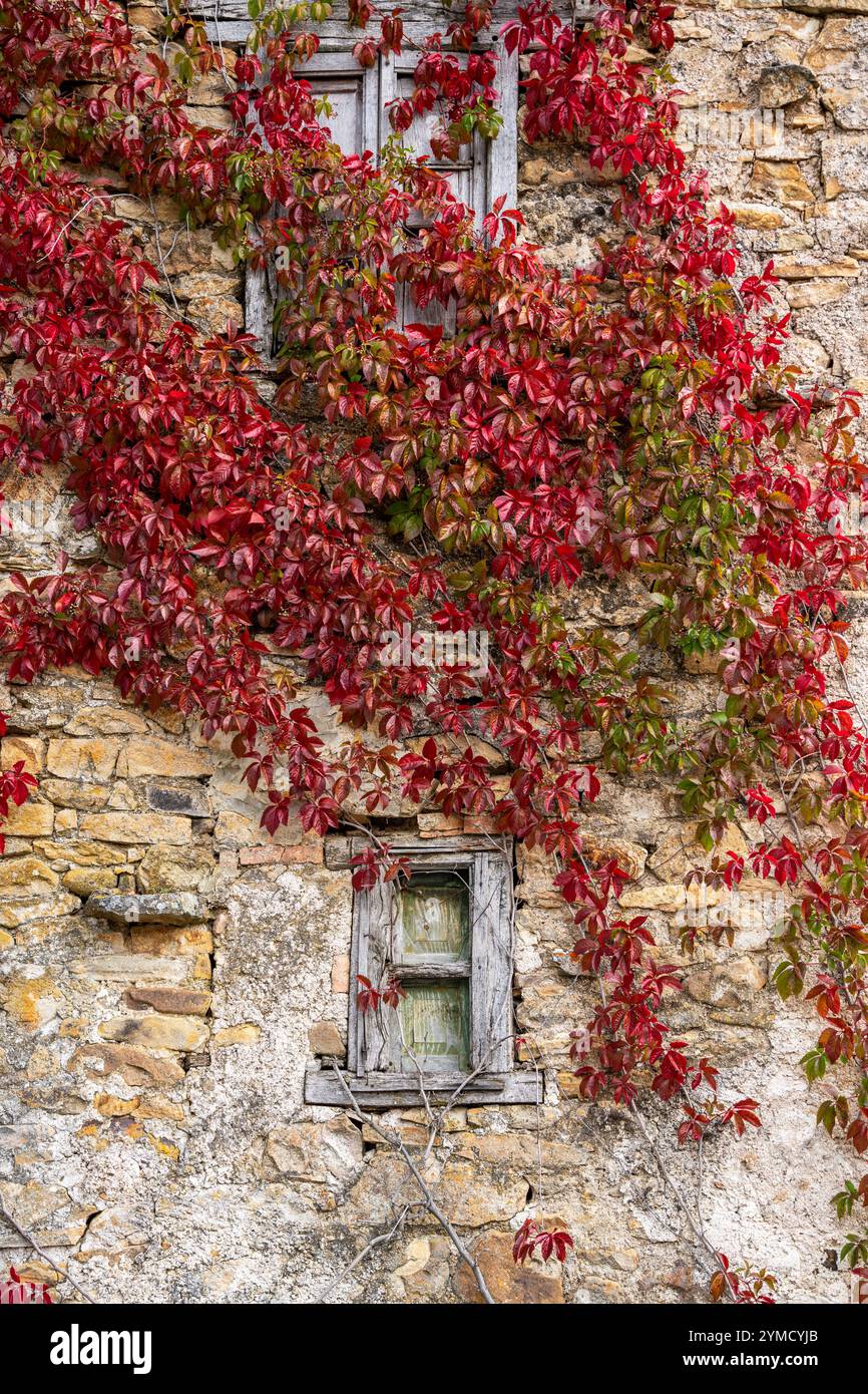Red vine surrounding a window on an old facade, Horcadas village, Riaño ...