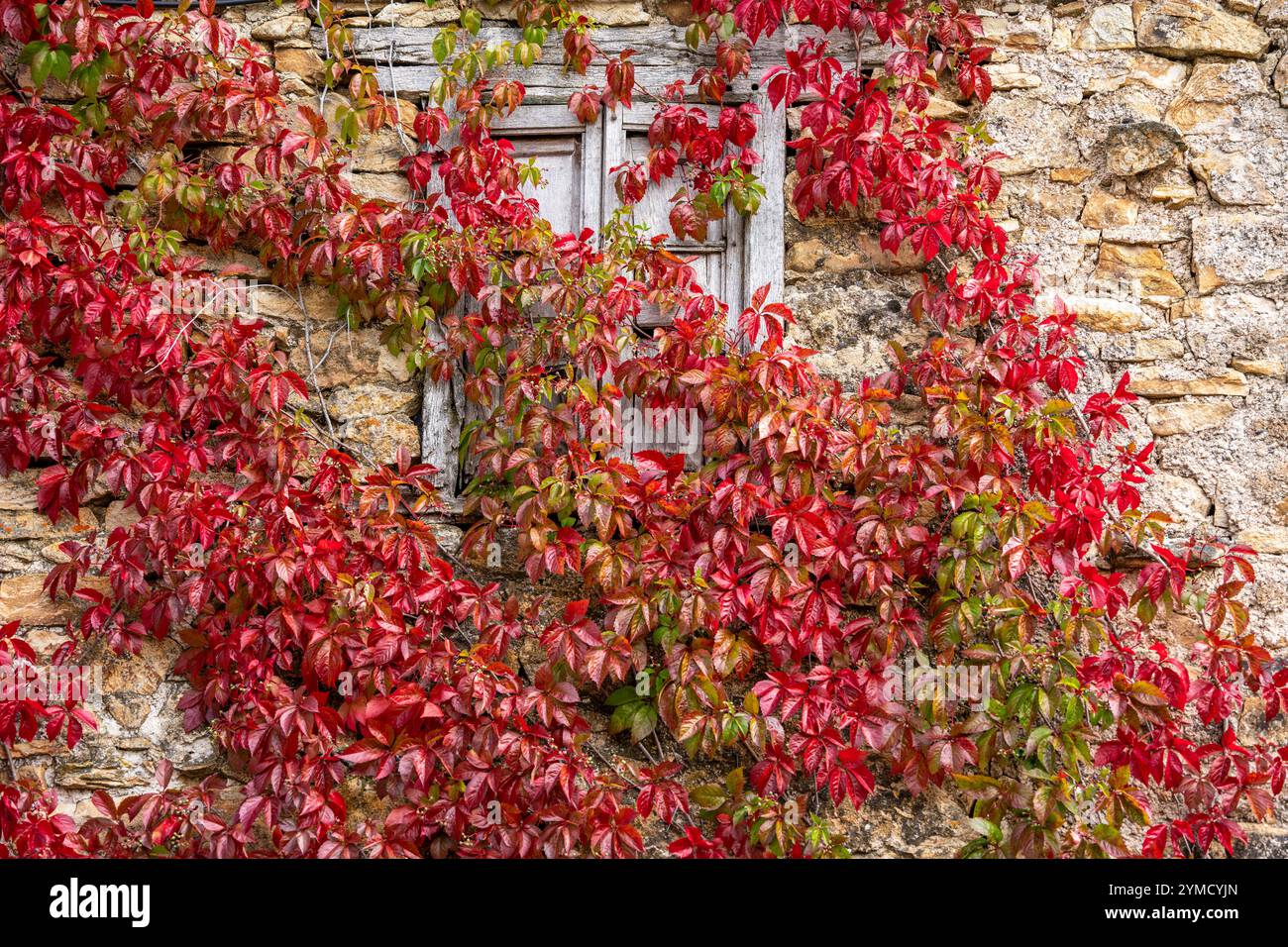 Red vine surrounding a window on an old facade, Horcadas village, Riaño ...