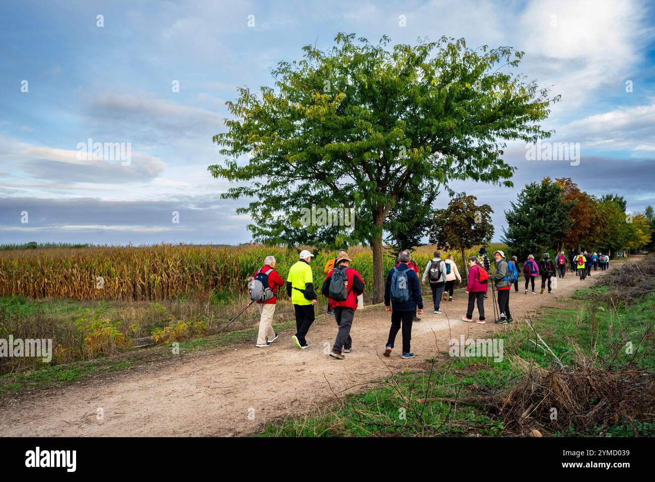 Pilgrims walking on the Camino de Santiago, Mansilla de las Mulas ...