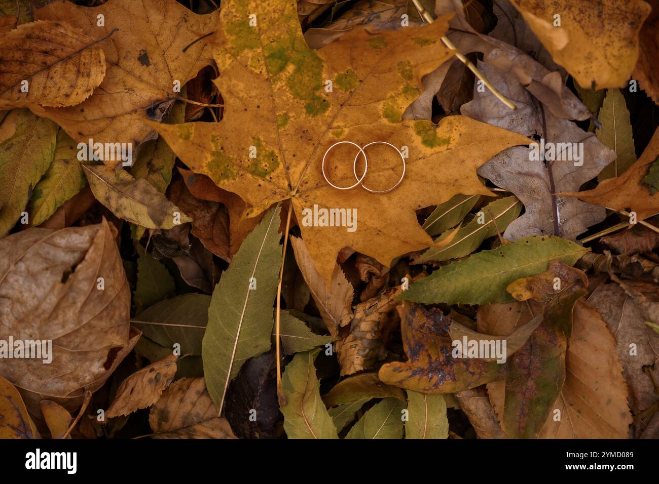 Wedding Rings Surrounded by Autumn Leaves Stock Photo - Alamy