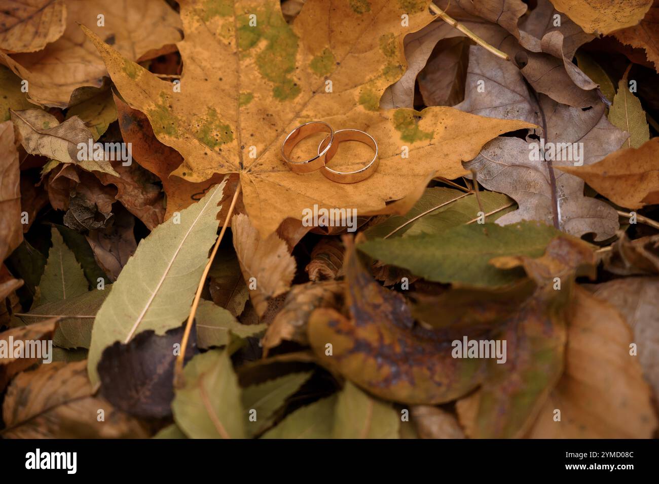 Romantic Wedding Rings Entwined in Autumn Leaves Stock Photo - Alamy