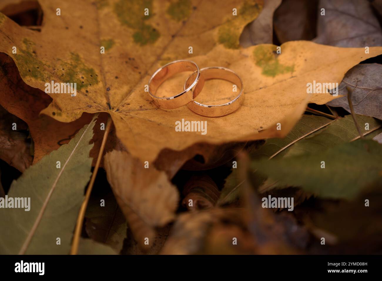 Elegantly Placed Wedding Rings on Autumn Leaves Stock Photo - Alamy