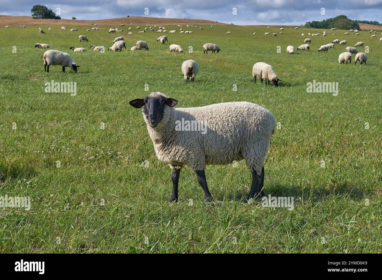 German blackhead mutton sheep hi-res stock photography and images - Alamy