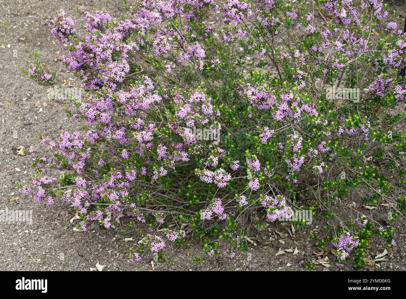 False buchu (Agathosma ovata) is an evergreen shrub native to southern ...