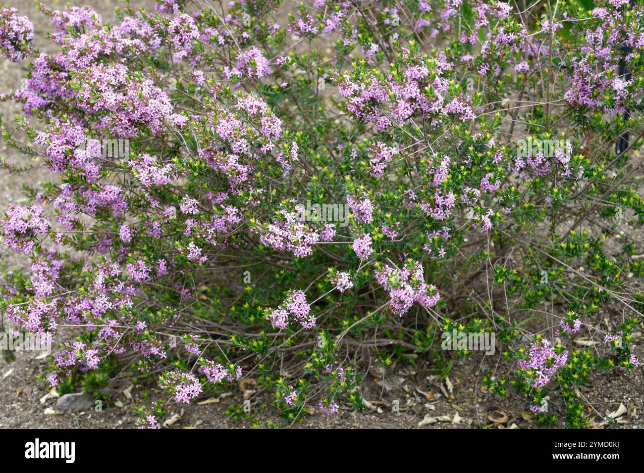 False buchu (Agathosma ovata) is an evergreen shrub native to southern ...