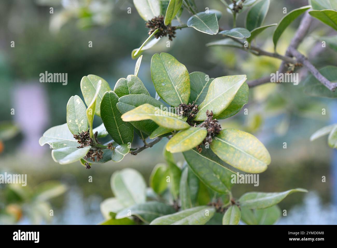 Cochin China atalantia (Atalantia citroides) is a small tree native to ...