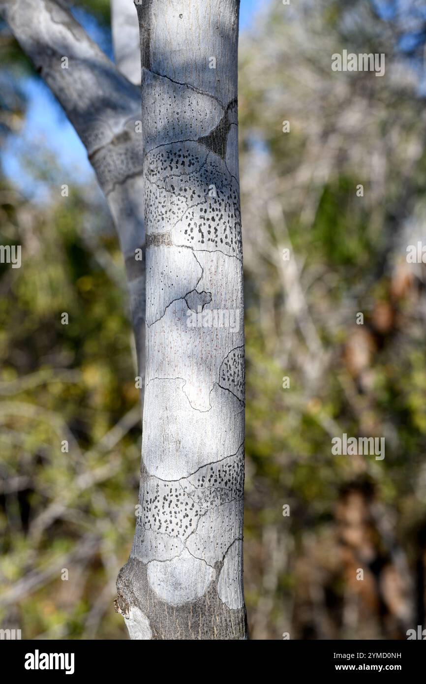 Katafray or katafa (Cedrelopsis grevei) is a medicinal deciduous tree endemic to Madagascar. Its ...