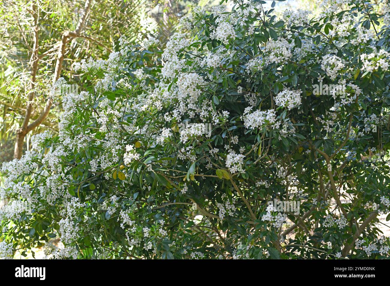 Mexican orange (Choisya ternata) is an evergreen shrub native to Mexico ...