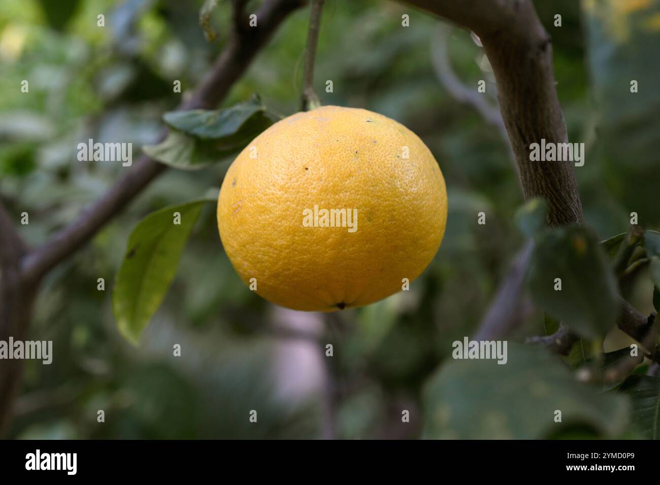 Bergamot orange (Citrus bergamia) is a small tree native to southern ...