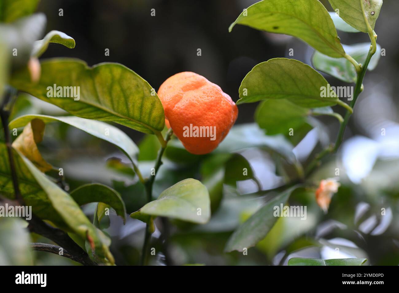 Shiikuwasa (Citrus depressa) is a shrub native to Okinawa (Japan) and ...