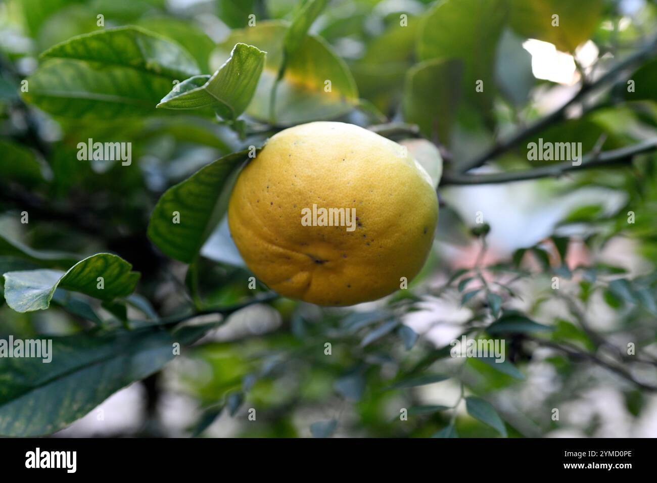 Limon real (Citrus excelsa) is a small tree native to Philippines ...