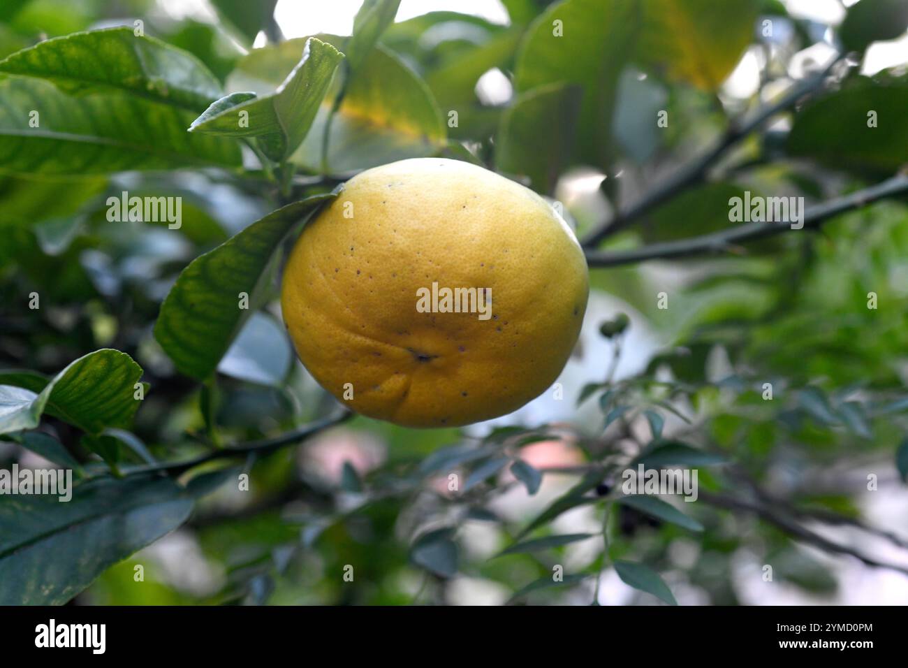 Limon real (Citrus excelsa) is a small tree native to Philippines ...