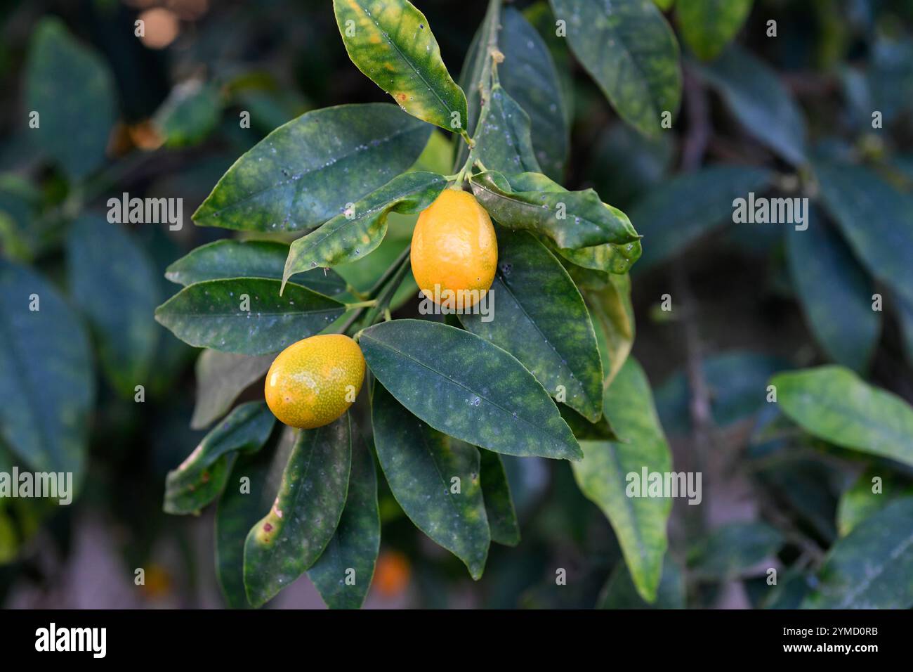 Kumquat (Citrus japonica or Fortunella japonica) is a spiny shrub ...
