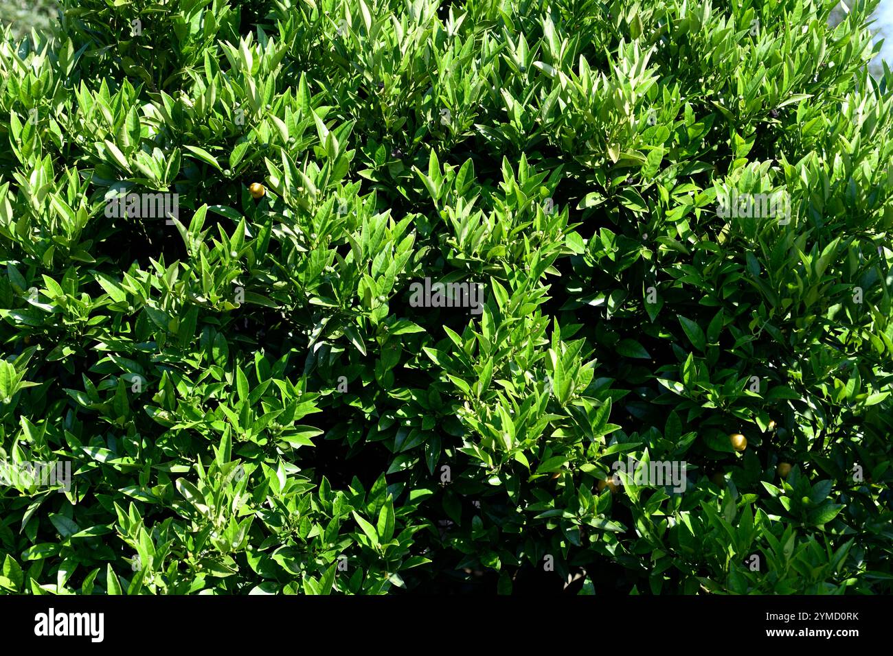 Sweet lemon (Citrus limetta) is a small tree native to Iran. Its fruits ...